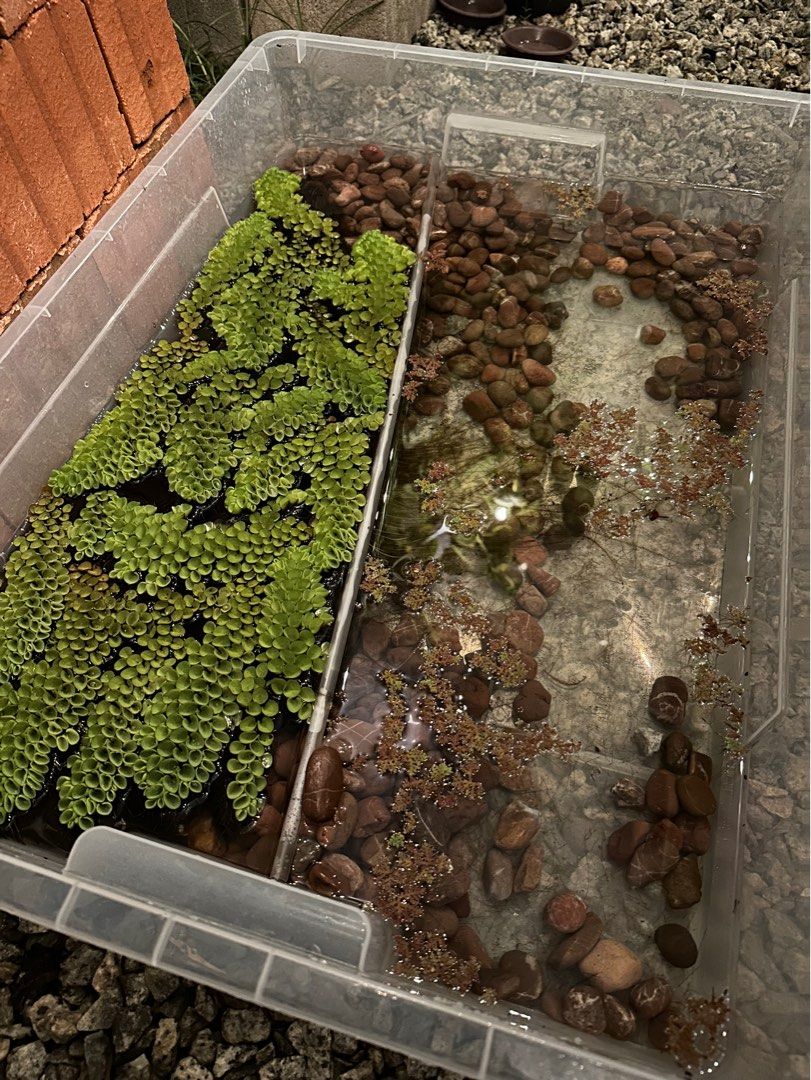 Salvinia / Azolla floating plants, Furniture & Home Living, Gardening ...