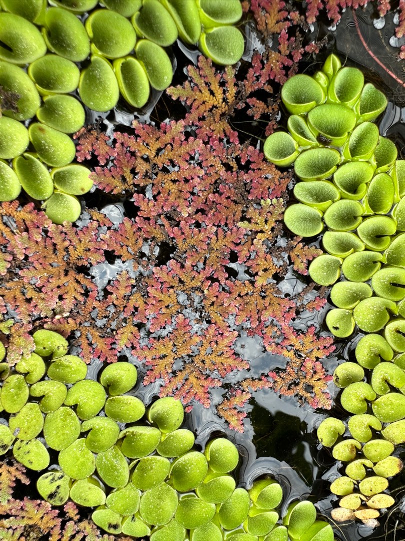 Salvinia / Azolla floating plants, Furniture & Home Living, Gardening ...