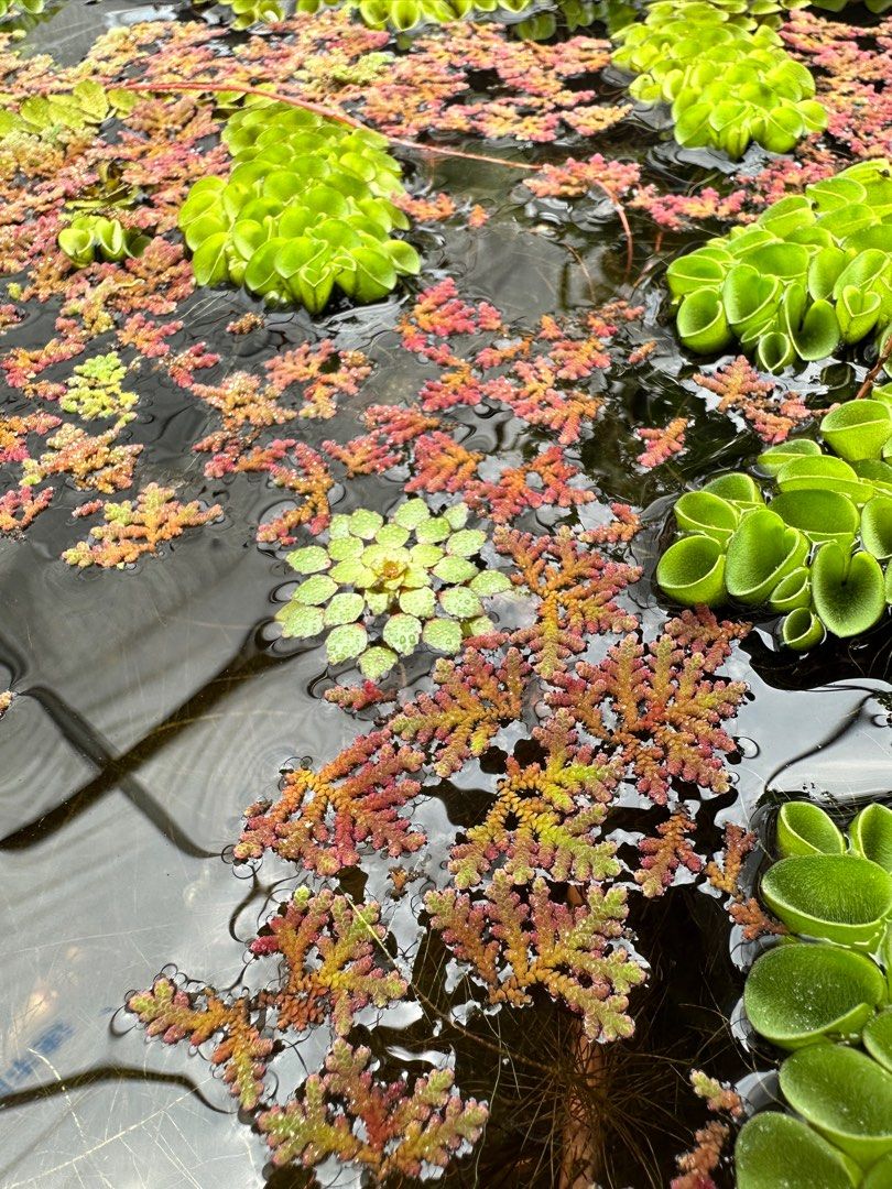 Salvinia / Azolla floating plants, Furniture & Home Living, Gardening ...
