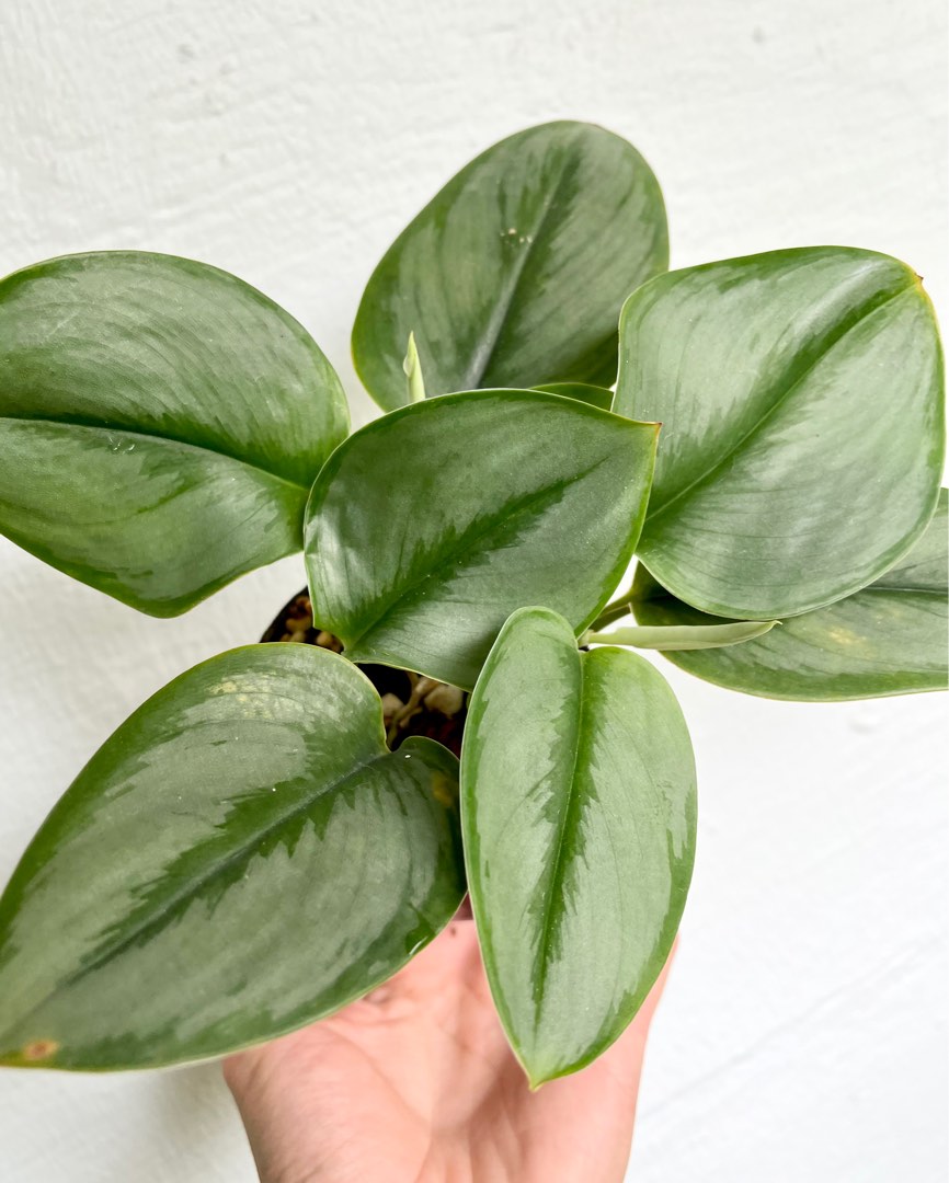 Scindapsus treubii moonlight, Furniture & Home Living, Gardening ...