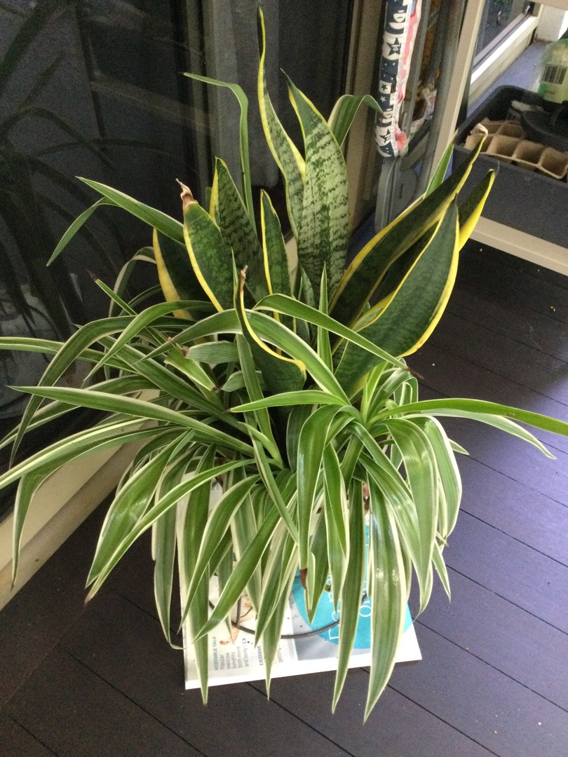 Spider plants and St George sword, Furniture & Home Living, Gardening ...
