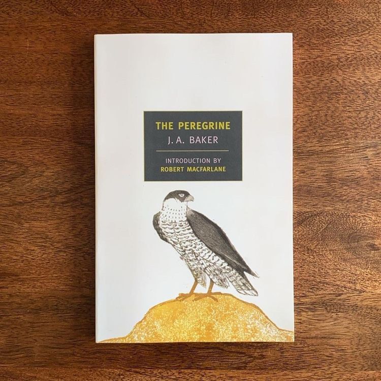 The Peregrine - JA Baker NYRB [ORIGINAL, SEALED], Hobbies & Toys, Books ...