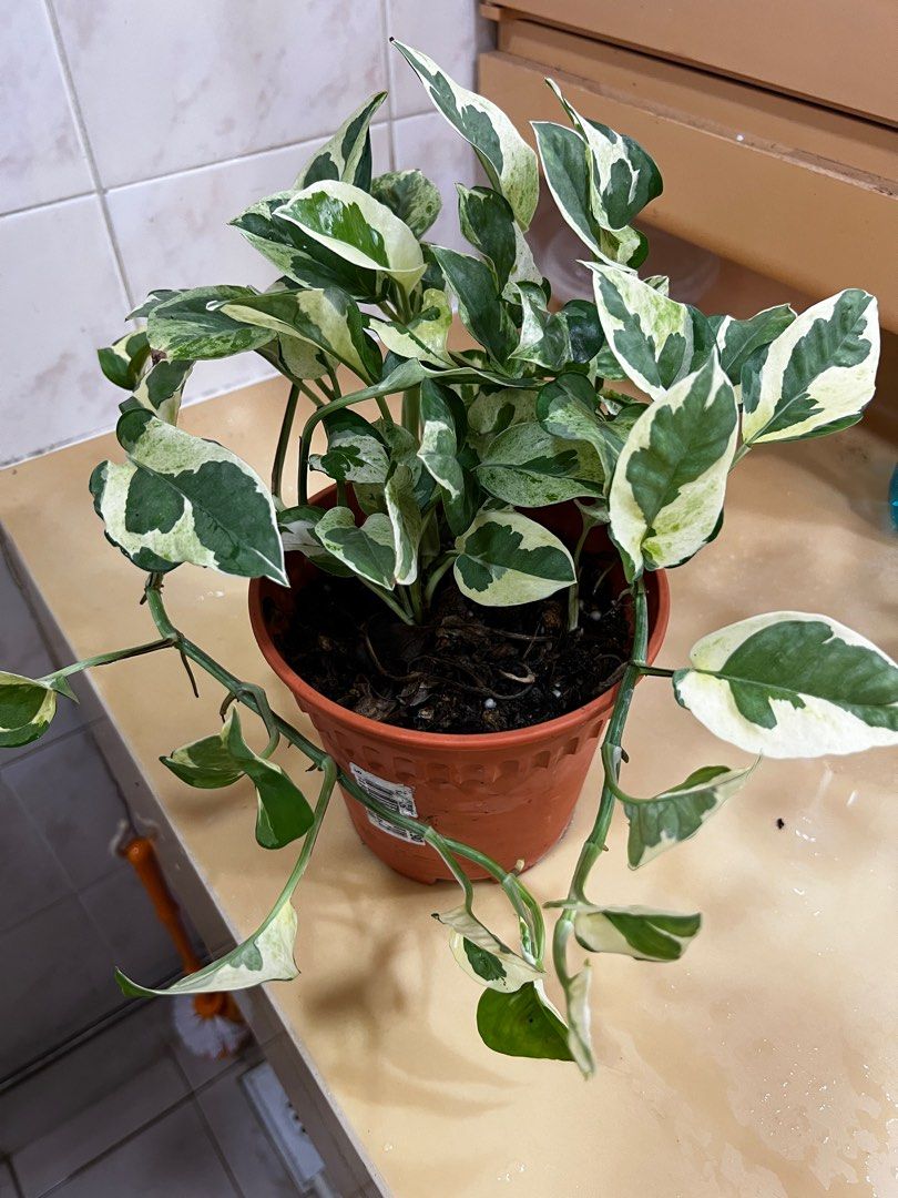 Variegated Enjoy Pothos, Furniture & Home Living, Gardening, Plants ...