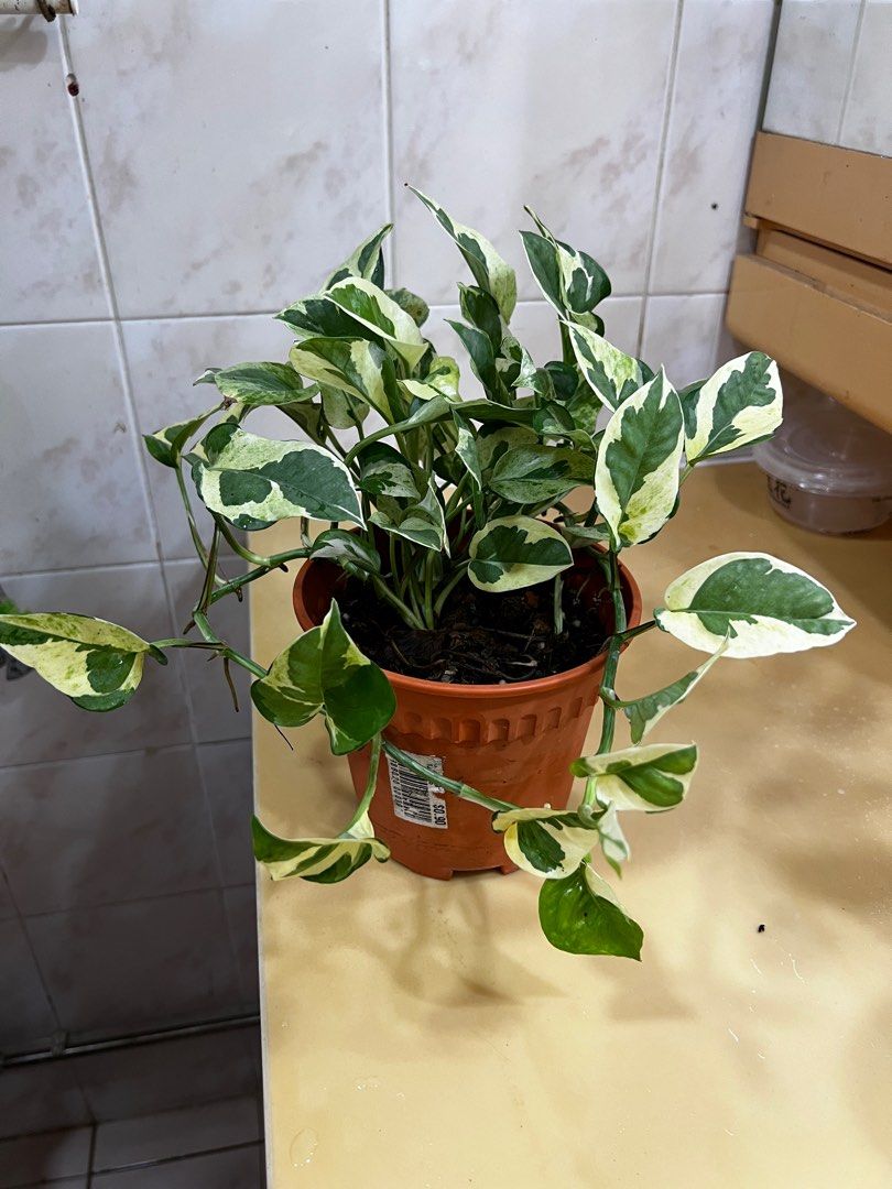 Variegated Enjoy Pothos, Furniture & Home Living, Gardening, Plants ...