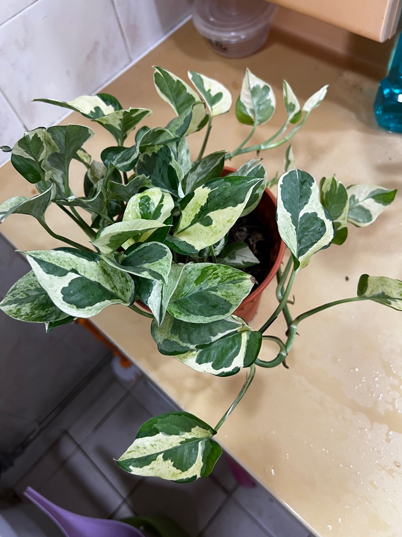 Variegated Enjoy Pothos, Furniture & Home Living, Gardening, Plants ...