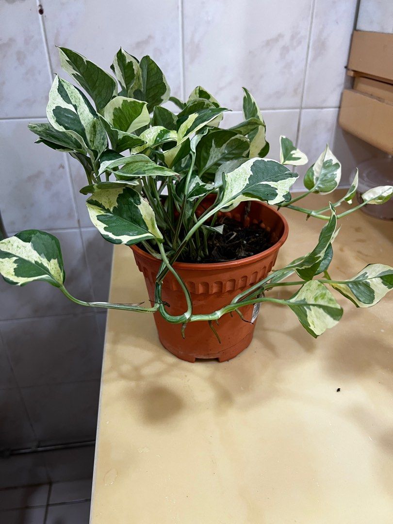 Variegated Enjoy Pothos, Furniture & Home Living, Gardening, Plants ...