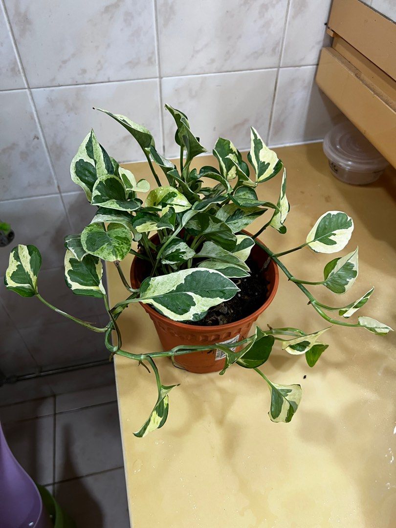 Variegated Enjoy Pothos, Furniture & Home Living, Gardening, Plants ...