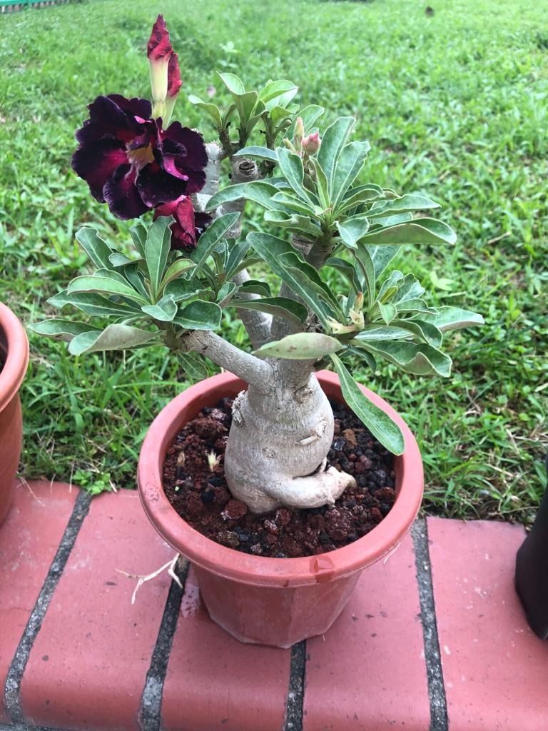 Adenium plant, Furniture & Home Living, Gardening, Plants & Seeds on ...