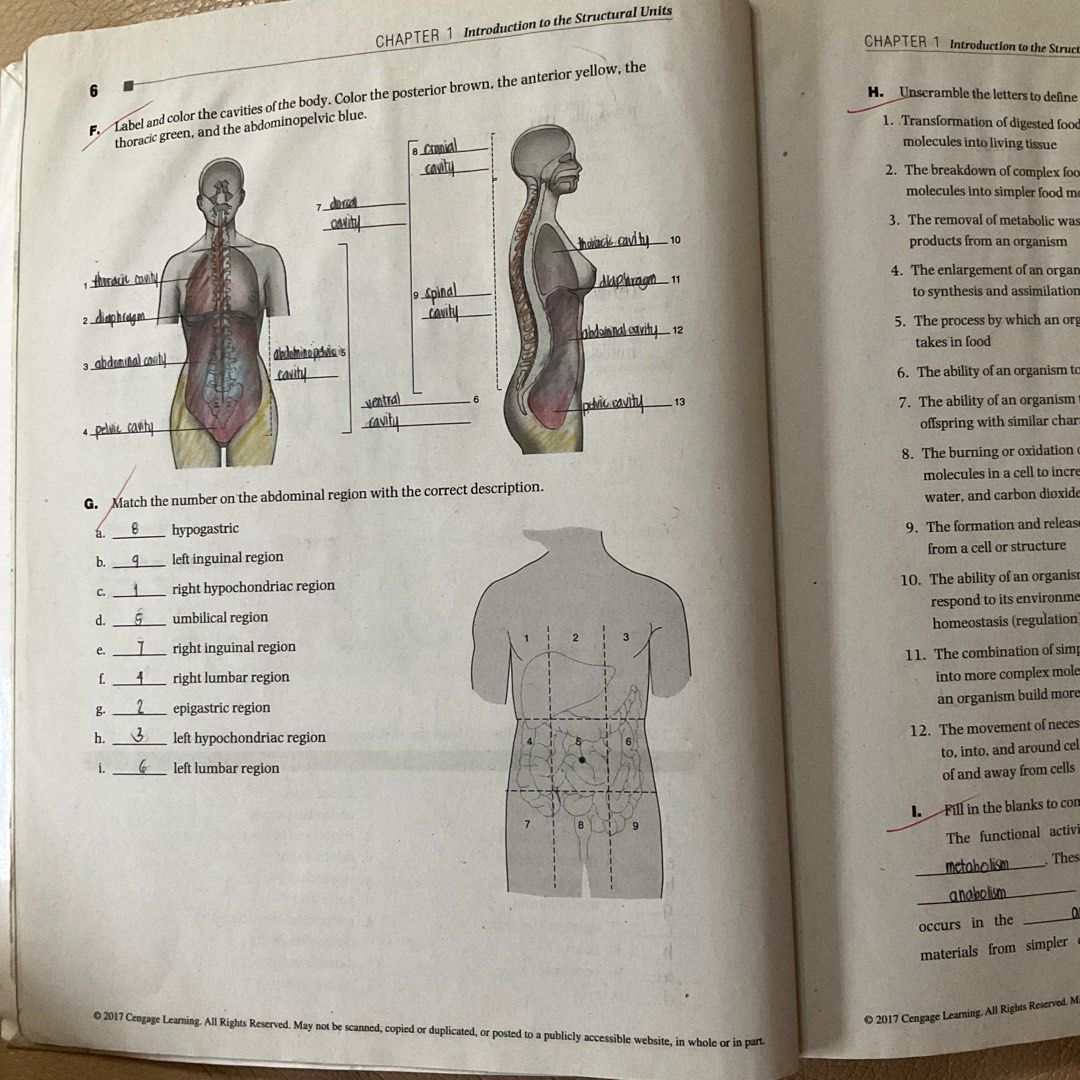 ANATOMY AND PHYSIOLOGY Workbook For Body Structures And Functions 13th