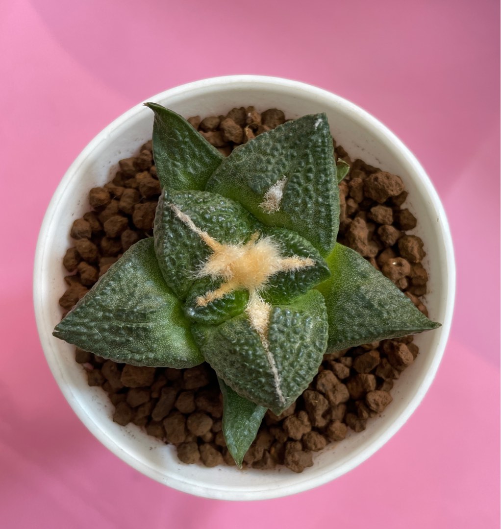 Ariocarpus Fissuratus 'Godzilla' Cactus Succulent, Furniture & Home ...