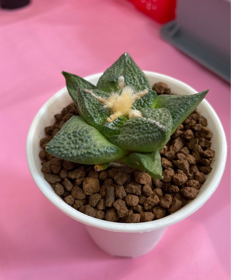 Ariocarpus Fissuratus 'Godzilla' Cactus Succulent, Furniture & Home ...