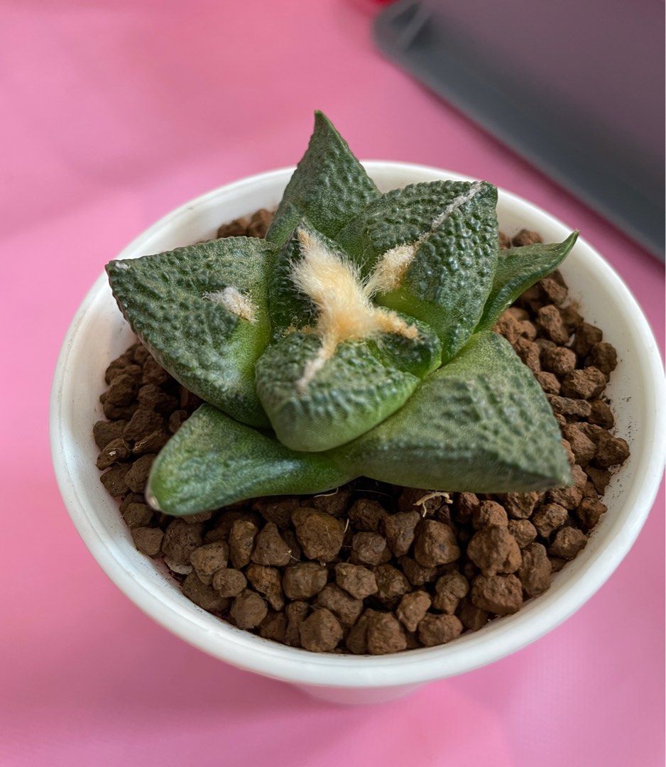 Ariocarpus Fissuratus 'Godzilla' Cactus Succulent, Furniture & Home ...