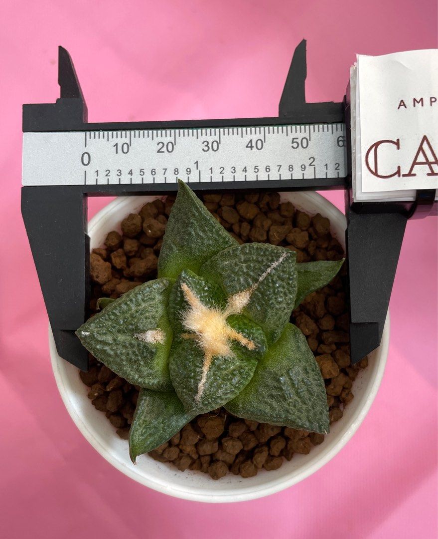 Ariocarpus Fissuratus 'Godzilla' Cactus Succulent, Furniture & Home ...
