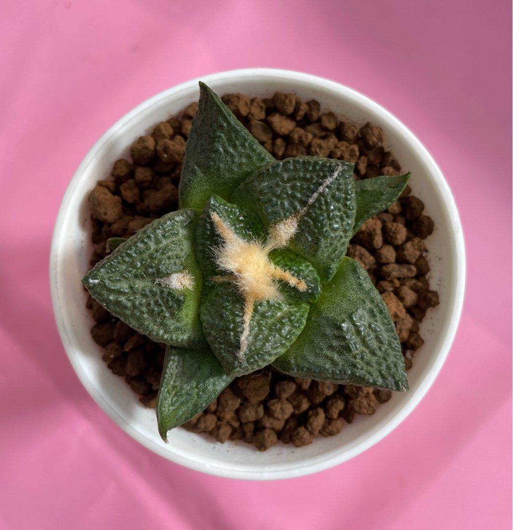 Ariocarpus Fissuratus 'Godzilla' Cactus Succulent, Furniture & Home ...
