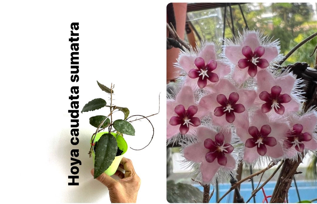 HOYA CAUDATA SUMATRA - $10, Furniture & Home Living, Gardening, Plants & Seeds on Carousell