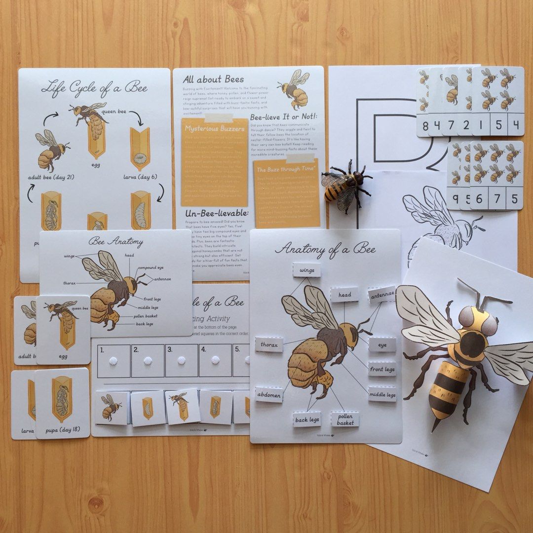 Montessori Bee Unit Study, Hobbies & Toys, Books & Magazines, Children ...