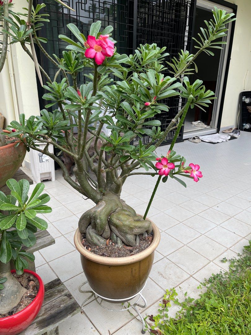 Adenium obesum or fu Gui hua, Furniture & Home Living, Gardening ...
