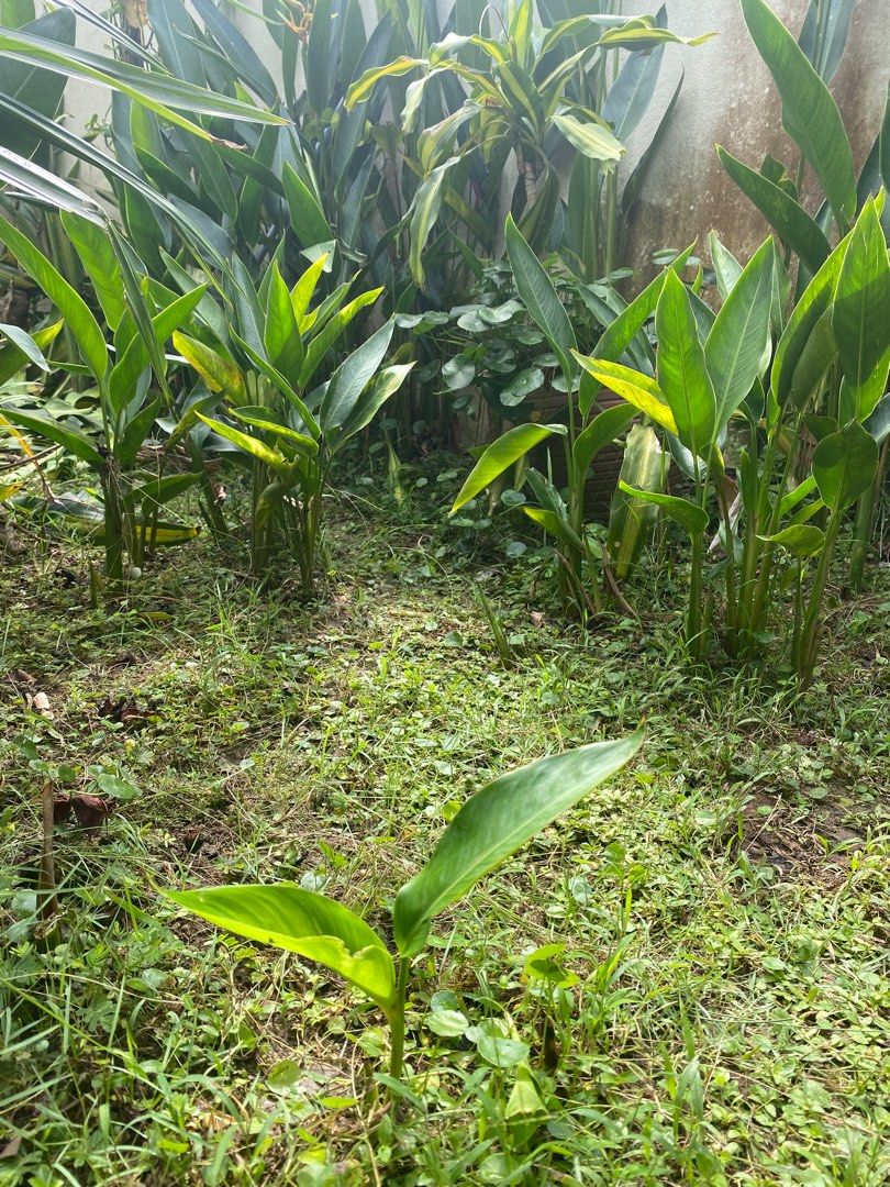 Anak Pokok Live Plant, Furniture & Home Living, Gardening, Plants ...