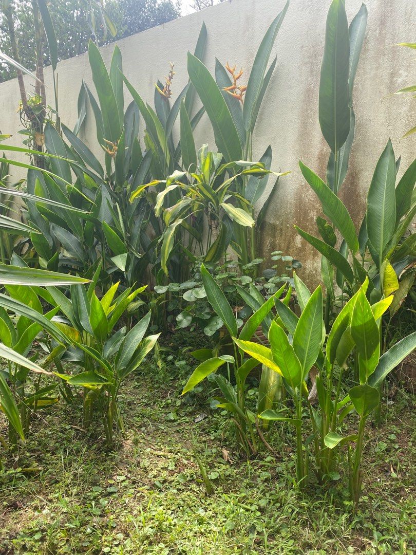 Anak Pokok Live Plant, Furniture & Home Living, Gardening, Plants ...