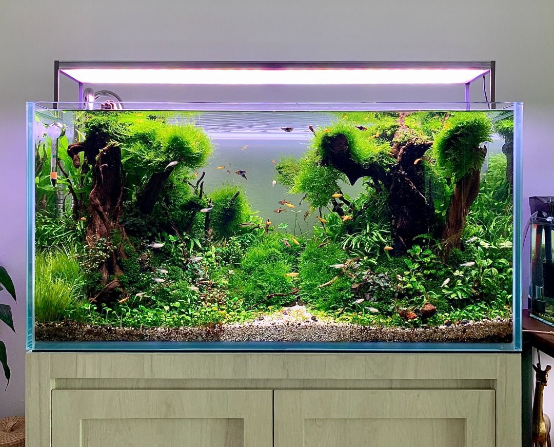 Aquascape Underwaterforest, Pet Supplies, Homes & Other Pet Accessories ...