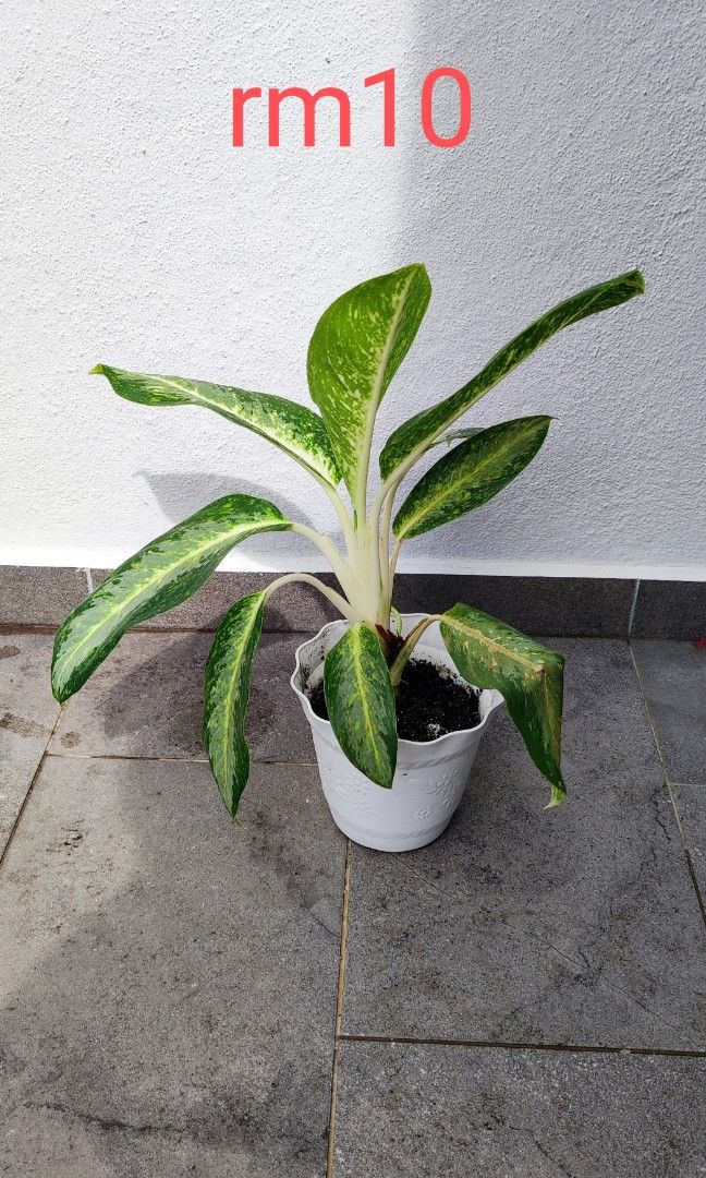 Assorted plants, Furniture & Home Living, Gardening, Plants & Seeds on ...