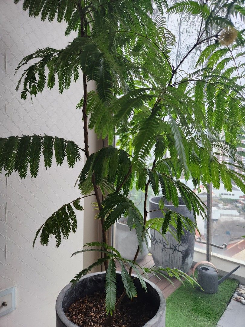 Everfresh japanese tree plant 1.7m in concrete slim pot (Pithecellobium ...