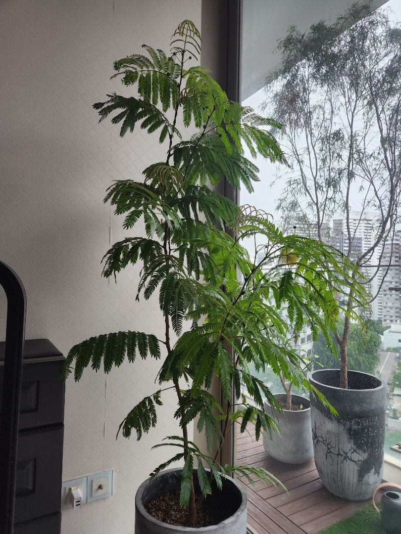 Everfresh japanese tree plant 1.7m in concrete slim pot (Pithecellobium ...