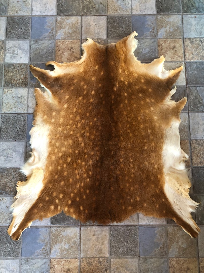 Genuine Deer Skin for Display on Carousell