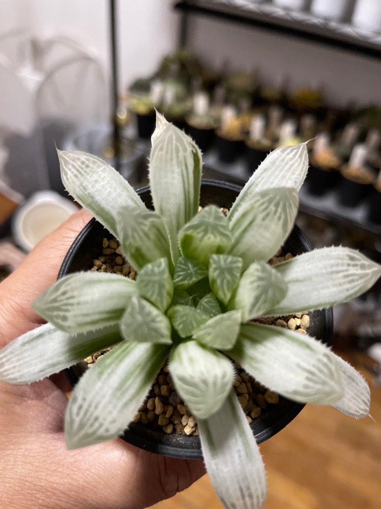 Haworthia cv Silver Swirls variegated, Furniture & Home Living ...