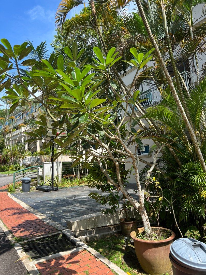 Large frangipani in pot, Furniture & Home Living, Gardening, Plants ...