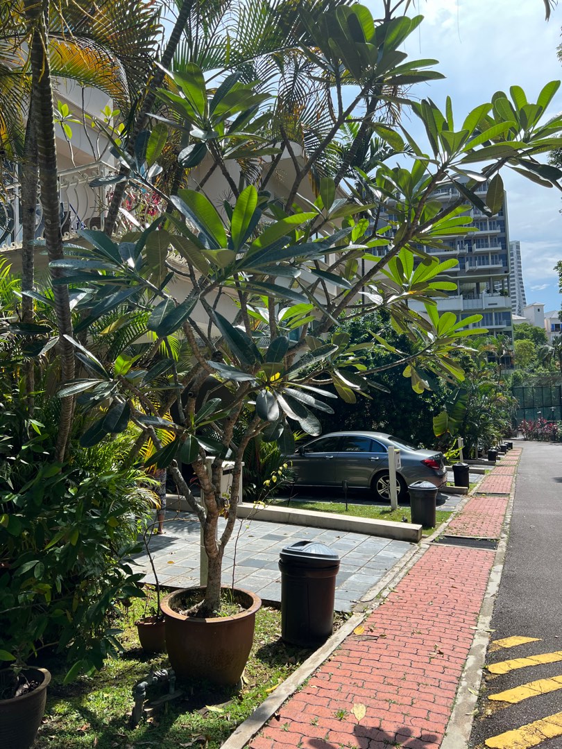 Large frangipani in pot, Furniture & Home Living, Gardening, Plants ...