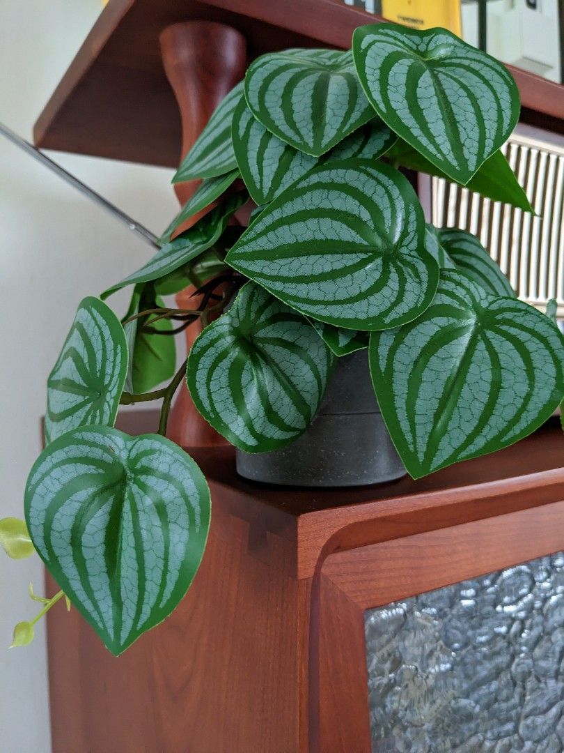 Monstera and Watermelon Peperomia potted plants, Furniture & Home ...