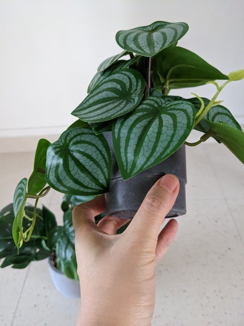 Monstera and Watermelon Peperomia potted plants, Furniture & Home ...