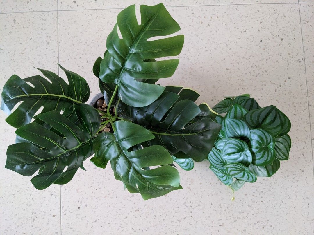 Monstera and Watermelon Peperomia potted plants, Furniture & Home ...