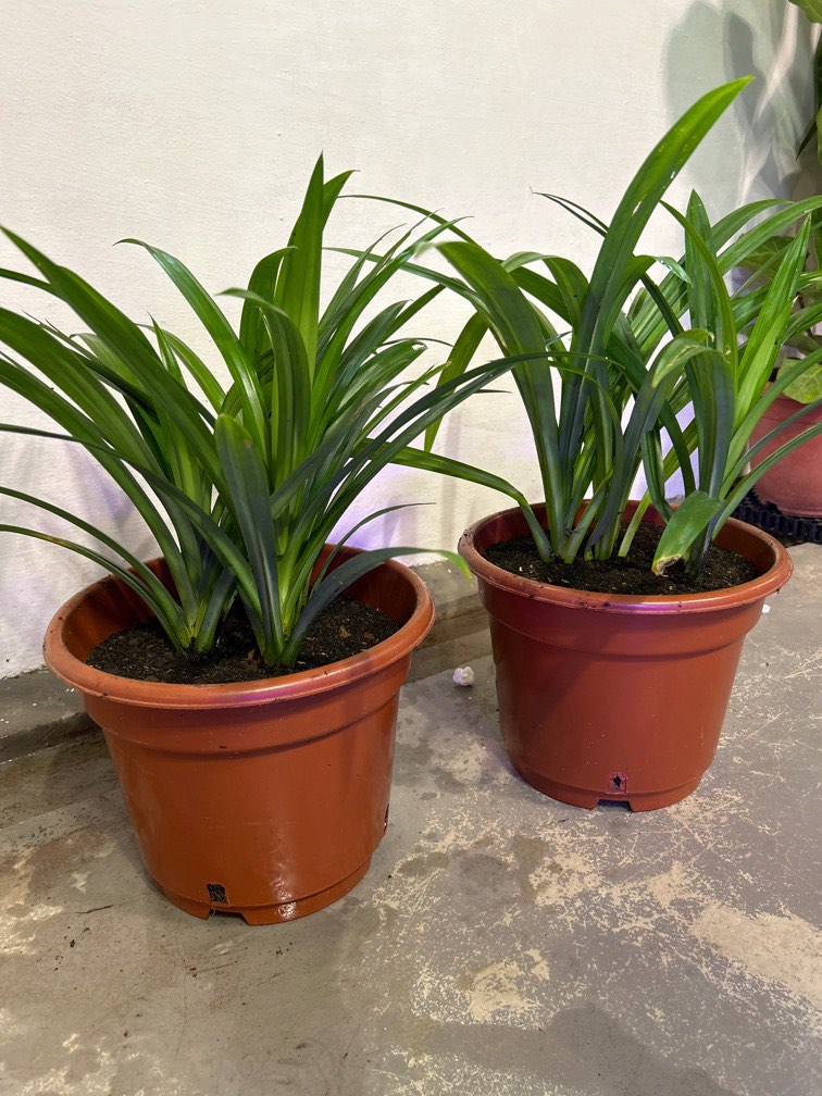 Pandan Plant 3stems/Big Pot $18 each, Furniture & Home Living ...