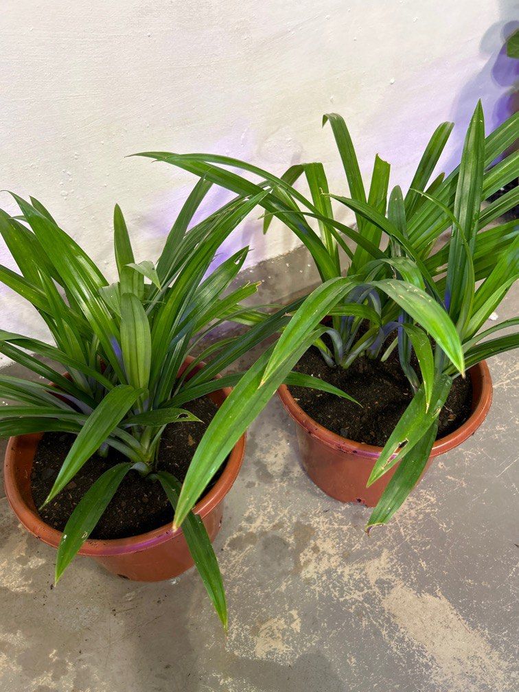 Pandan Plant 3stems/Big Pot $18 each, Furniture & Home Living ...