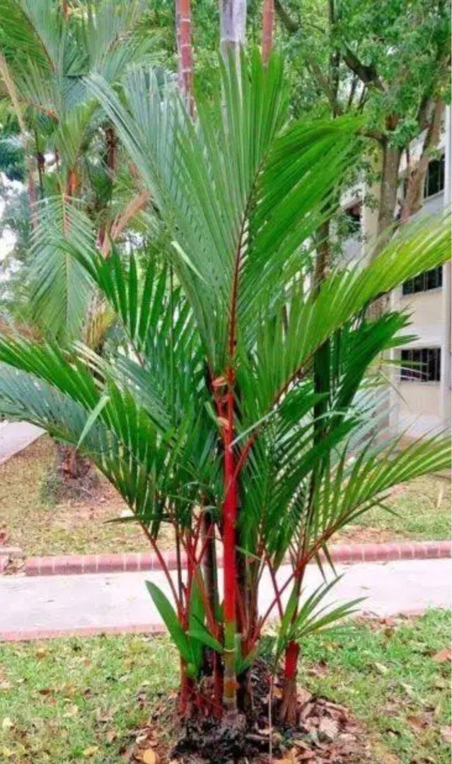 Red Palm / Cyrtostachys renda / Pokok Pinang Merah, Furniture & Home ...