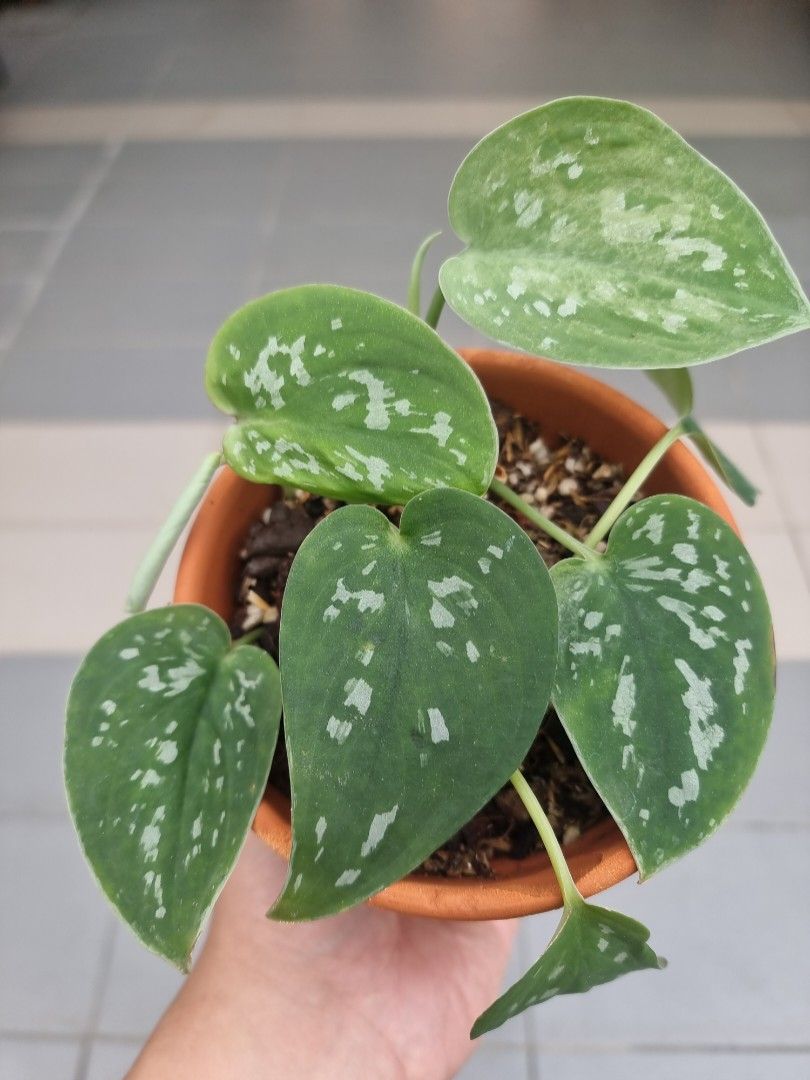 Scindapsus Green Snake scale sp, Furniture & Home Living, Gardening ...