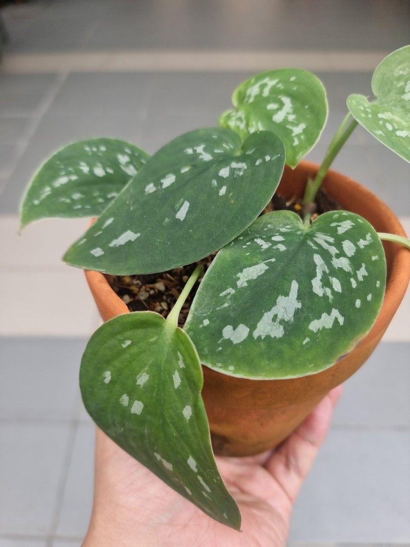 Scindapsus Green Snake scale sp, Furniture & Home Living, Gardening ...