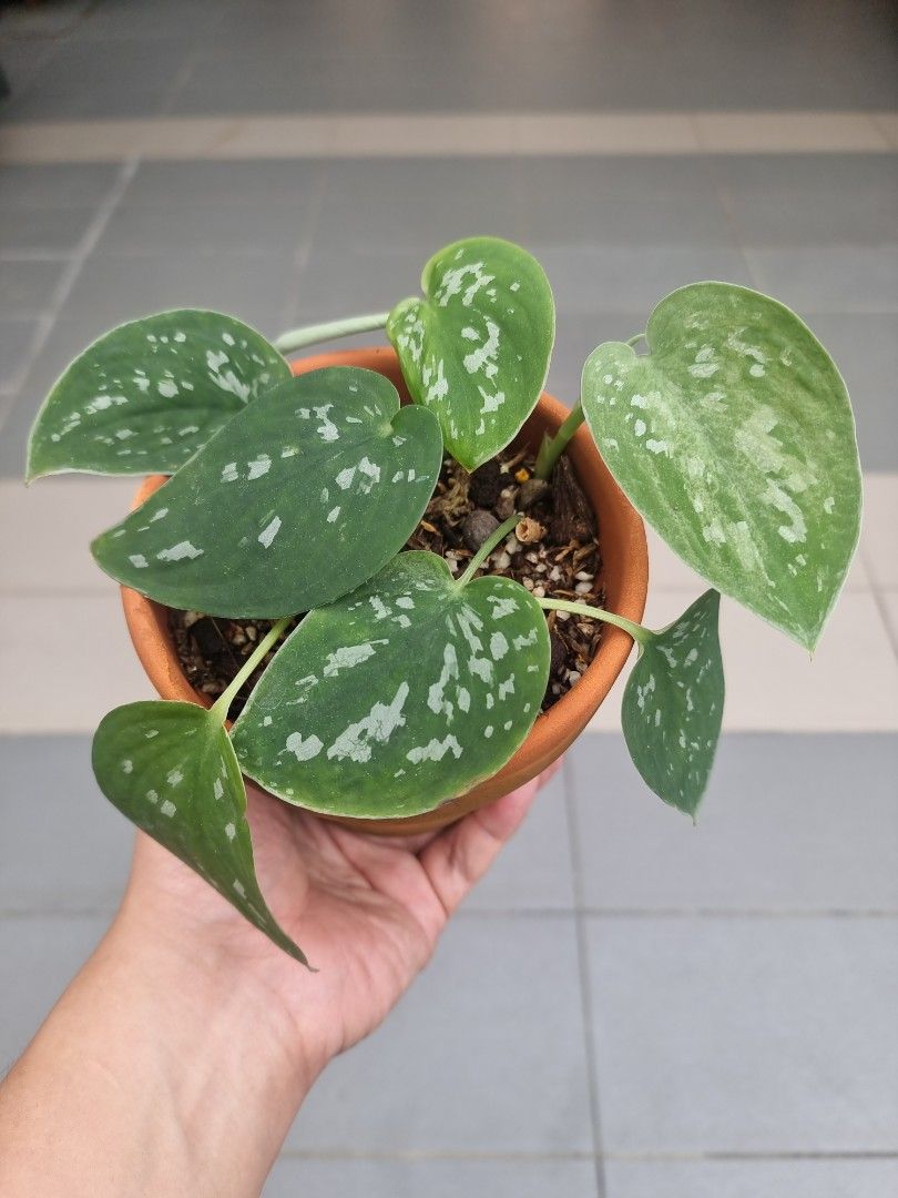 Scindapsus Green Snake scale sp, Furniture & Home Living, Gardening ...