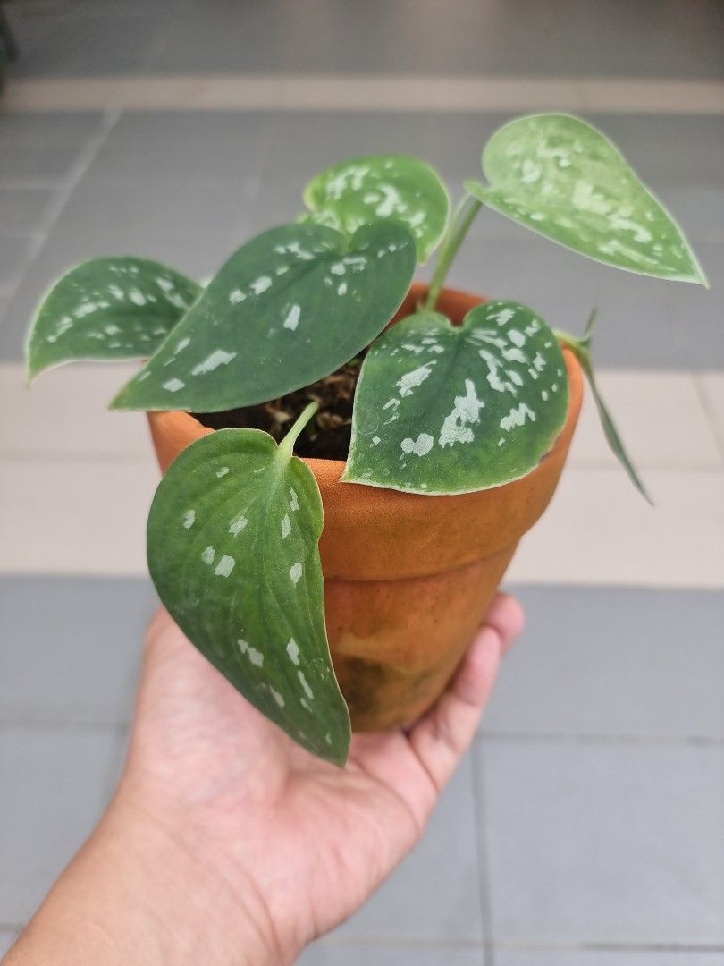 Scindapsus Green Snake scale sp, Furniture & Home Living, Gardening ...