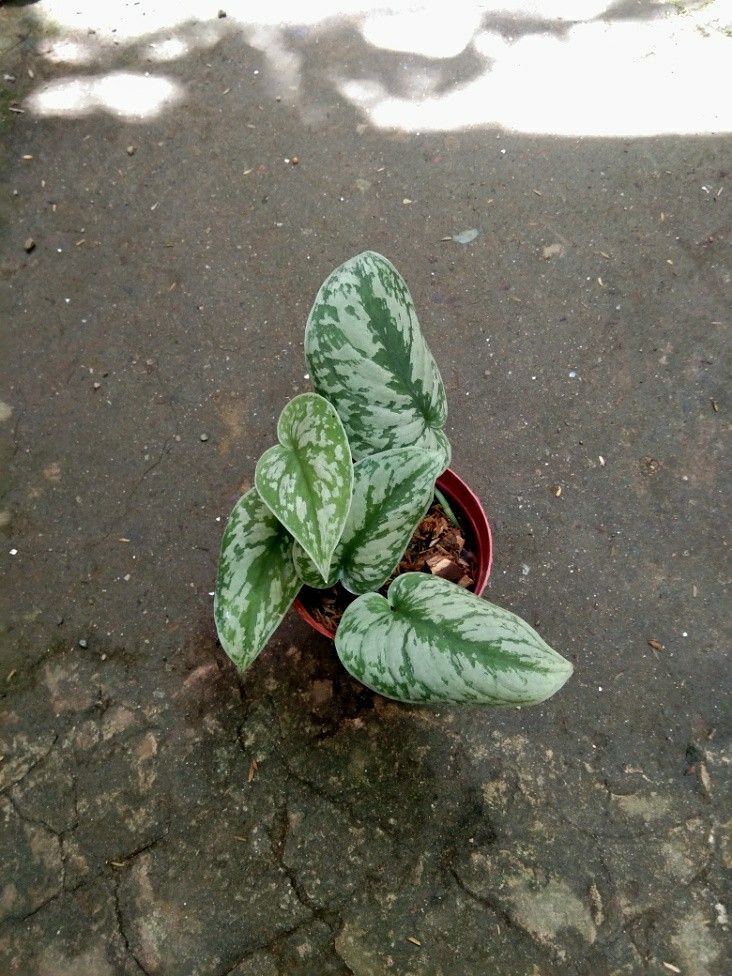 Scindapsus Pictus Sumatera, Furniture & Home Living, Gardening, Plants ...