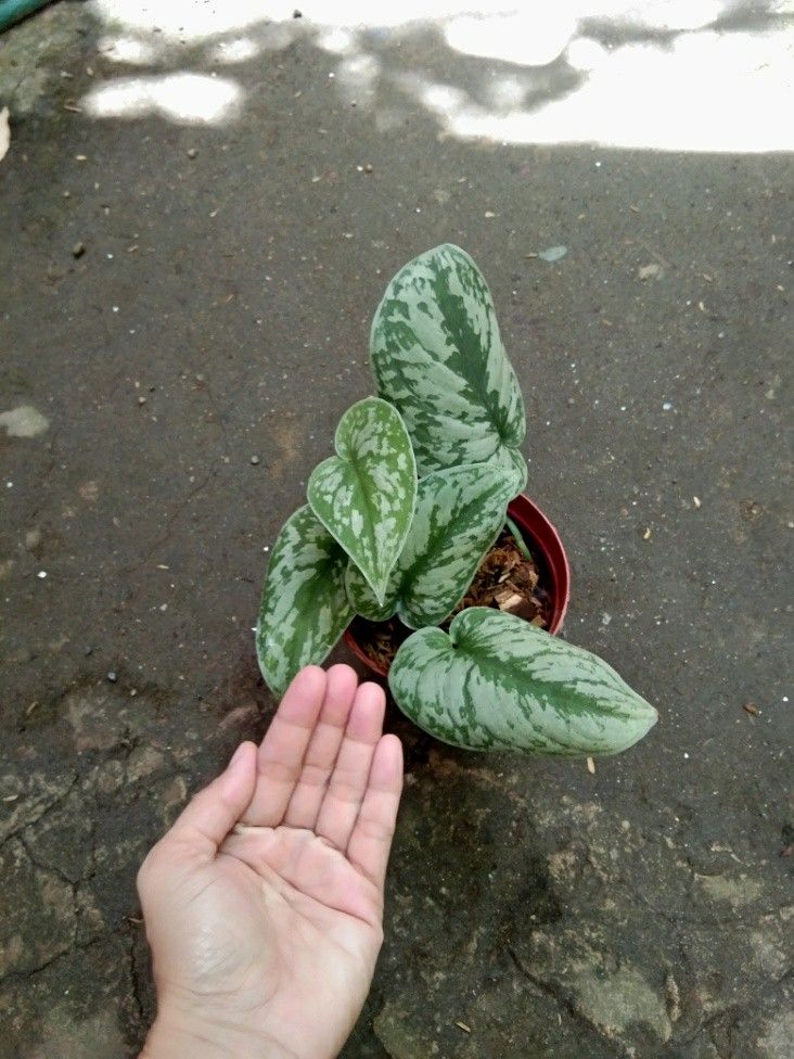 Scindapsus Pictus Sumatera, Furniture & Home Living, Gardening, Plants ...