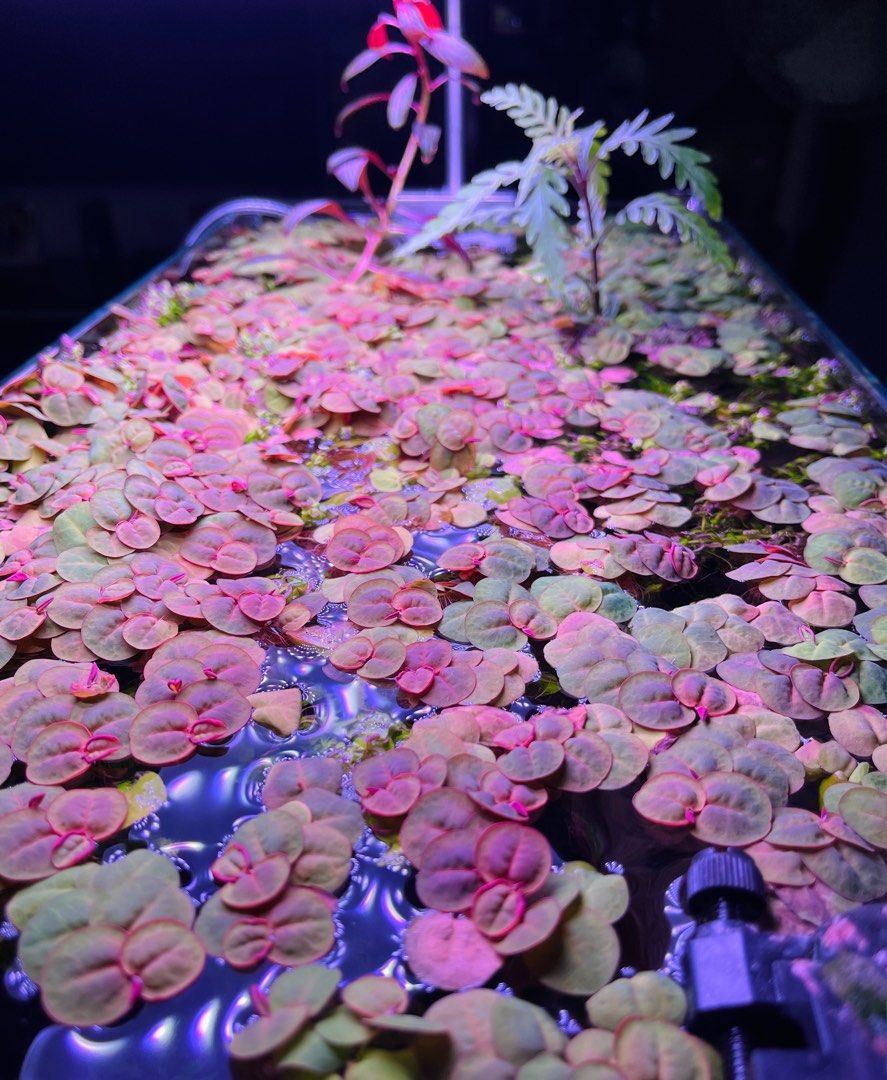 Aquatic Red Root Floating Plant, Furniture & Home Living, Gardening ...