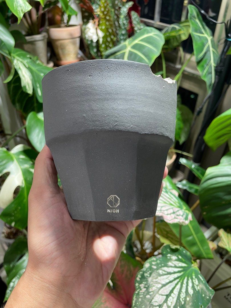 Botanize x N/OH 零漂 植物鉢 不是kikko RLF 象牙宮 象足漆樹 細川政己 吉光窯, 傢俬＆家居, 家居裝飾, 花瓶園藝 - Carousell