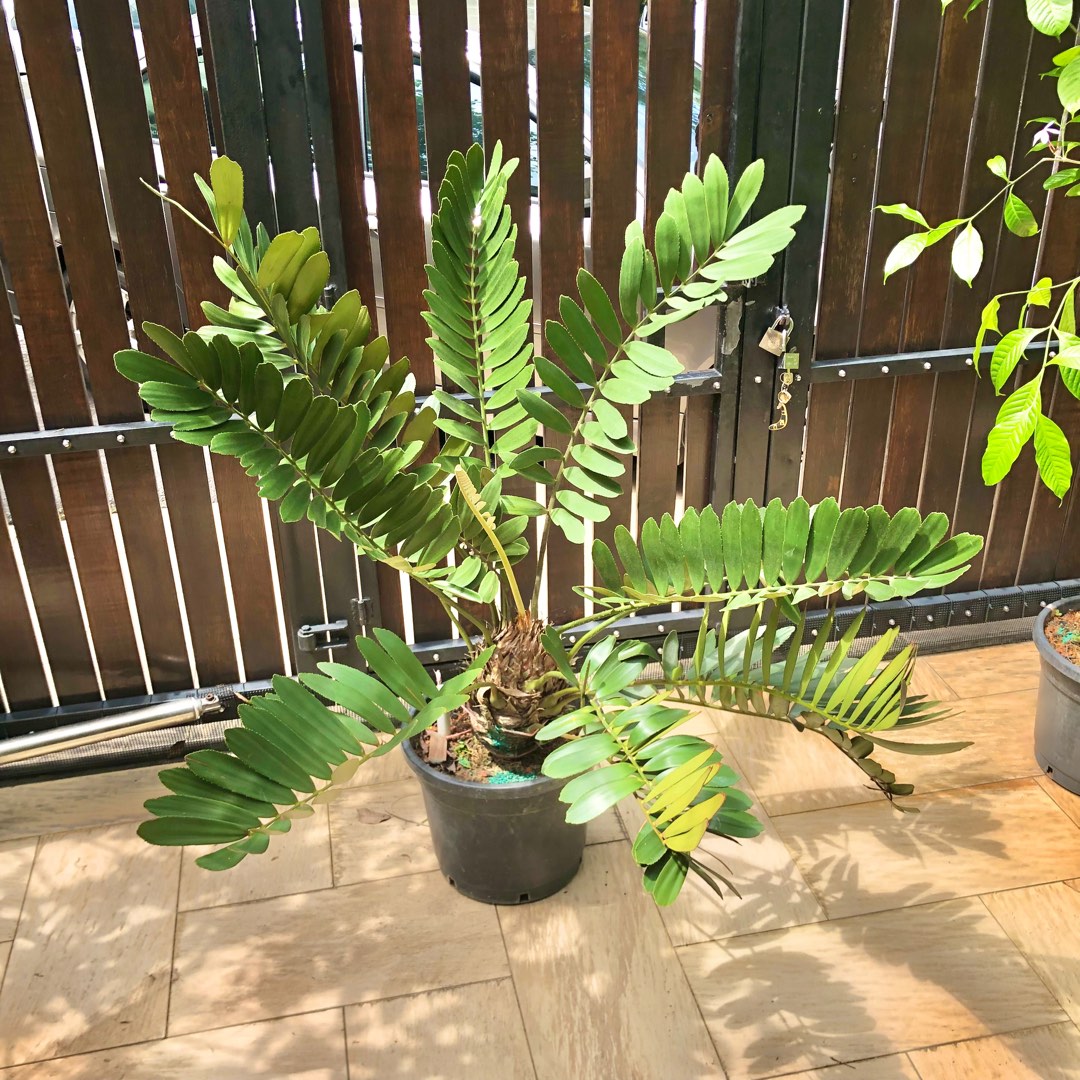 Cardboard Palm Plant Zamia furfuracea, Furniture & Home Living ...