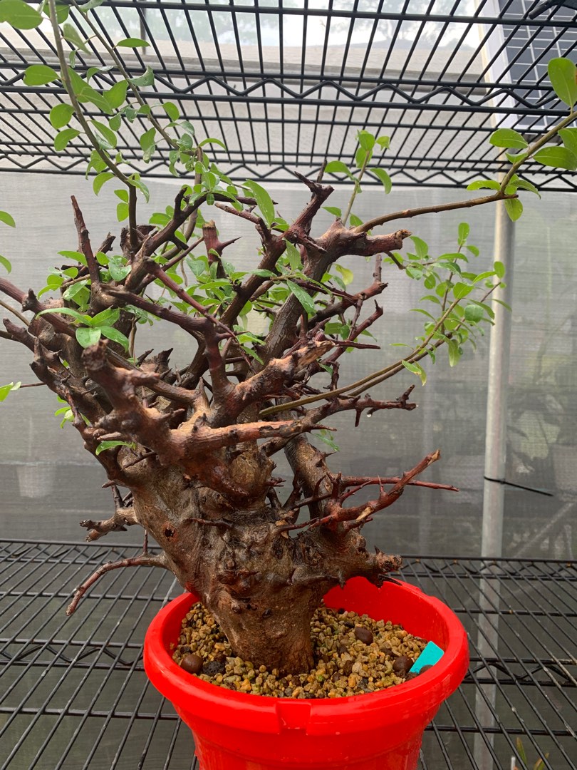 Commiphora Rostrata (Big Size), Furniture & Home Living, Gardening ...