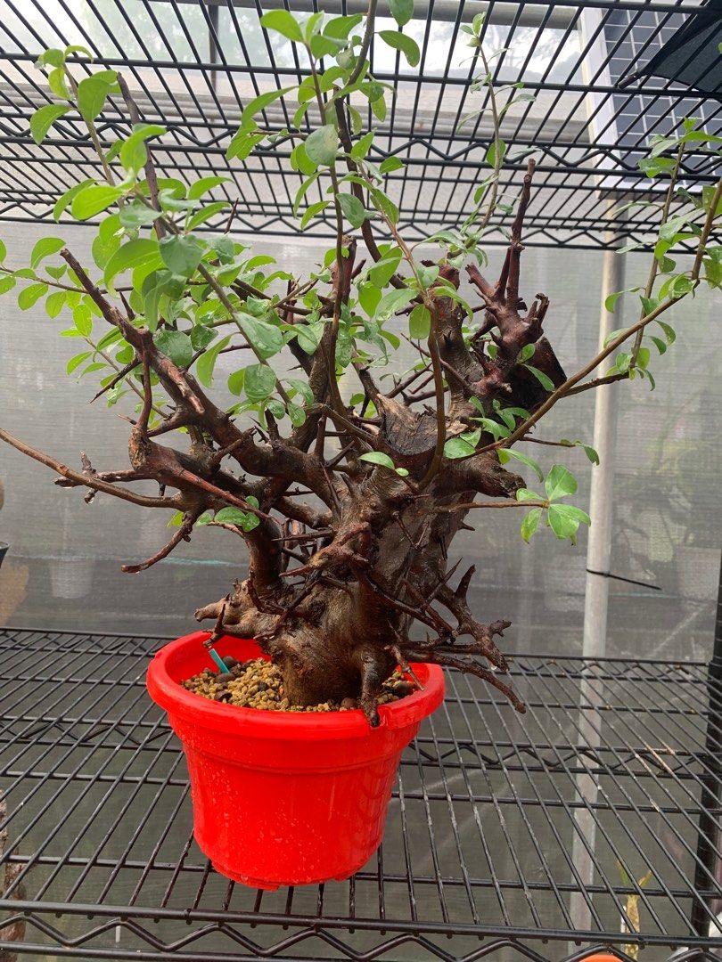 Commiphora Rostrata (Big Size), Furniture & Home Living, Gardening ...