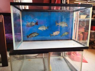 Fish tank 3 pcs 30cm x30cm x 60cm, Pet Supplies, Homes & Other Pet ...