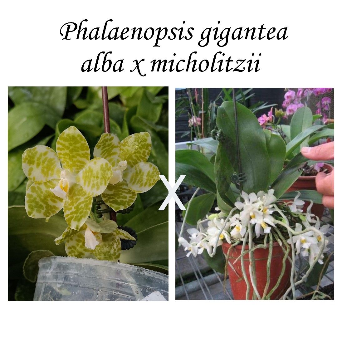 Phalaenopsis Pepin (gigantea alba x micholitzii), Furniture & Home ...